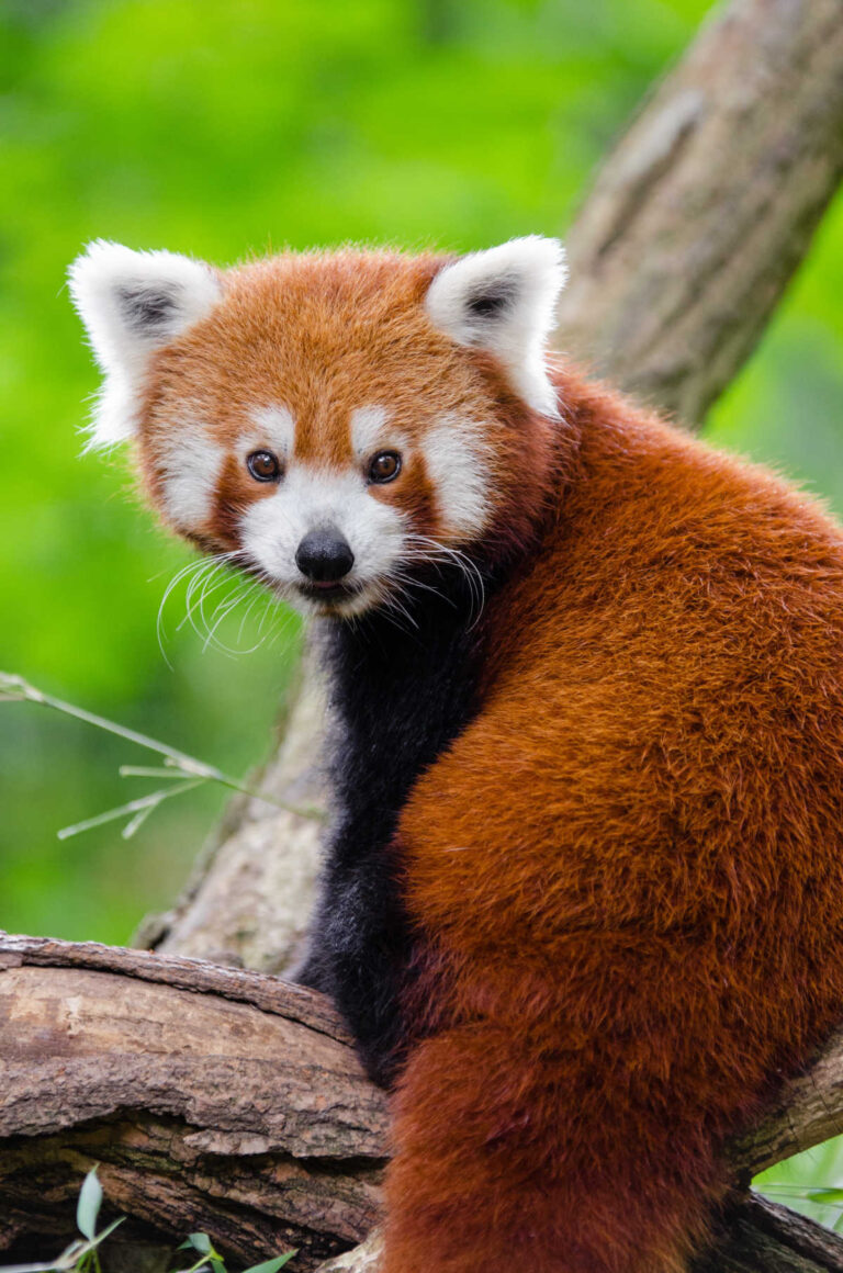 Top 8 Must-Visit Zoos in Cornwall - cornishcompass.com