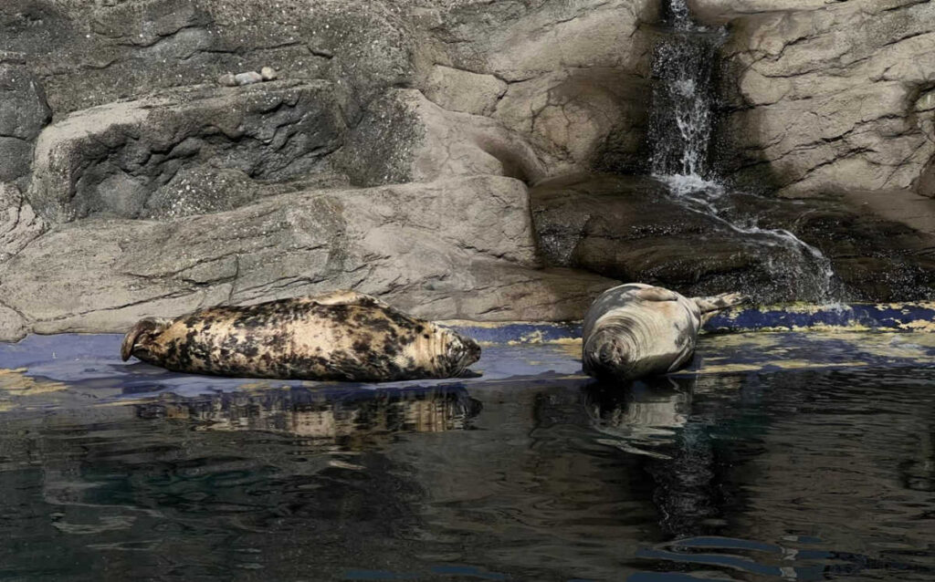 24+ Dog Friendly Attractions in Cornwall - cornishcompass.com