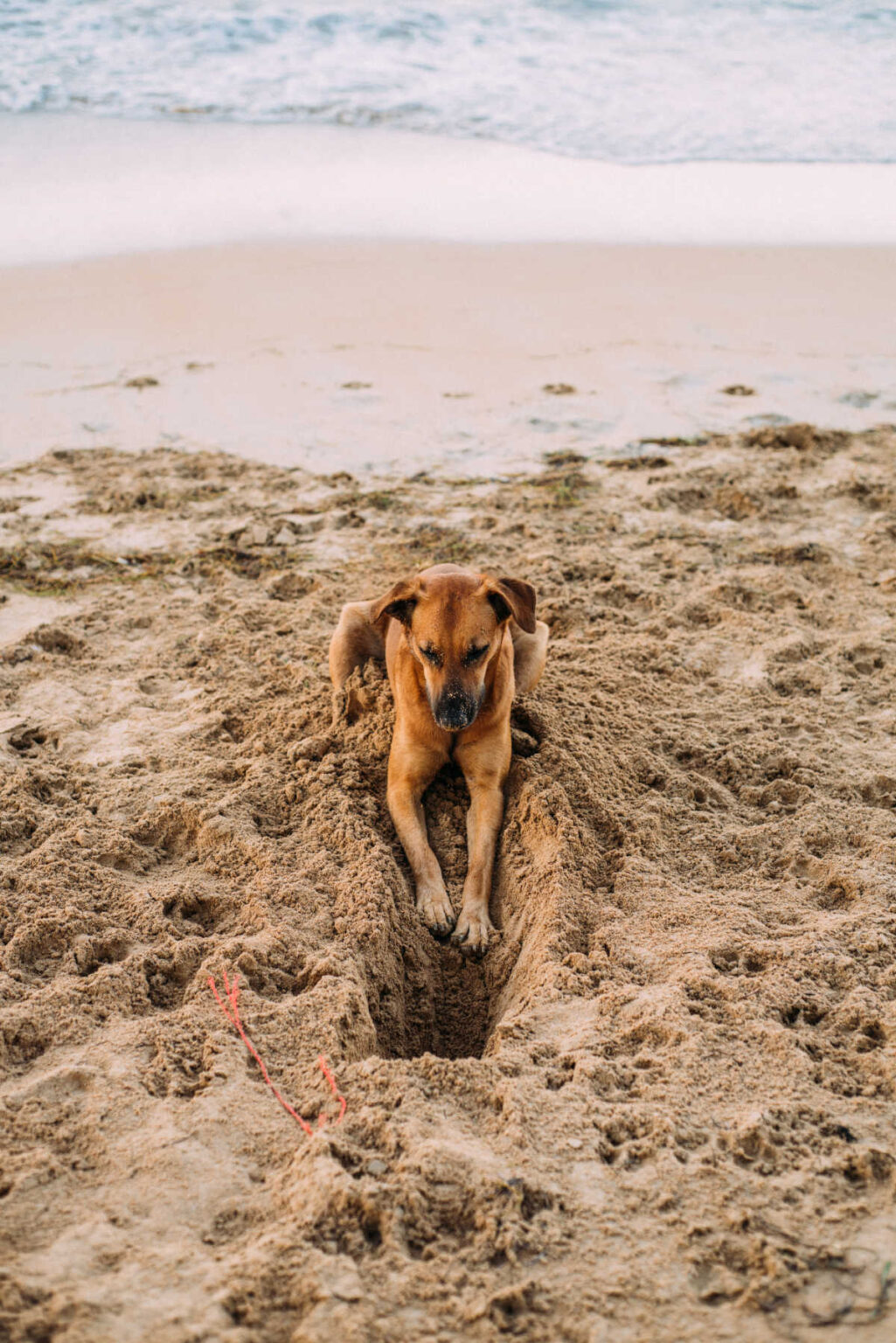 Top 14 Dog Friendly Beaches in North Cornwall - cornishcompass.com